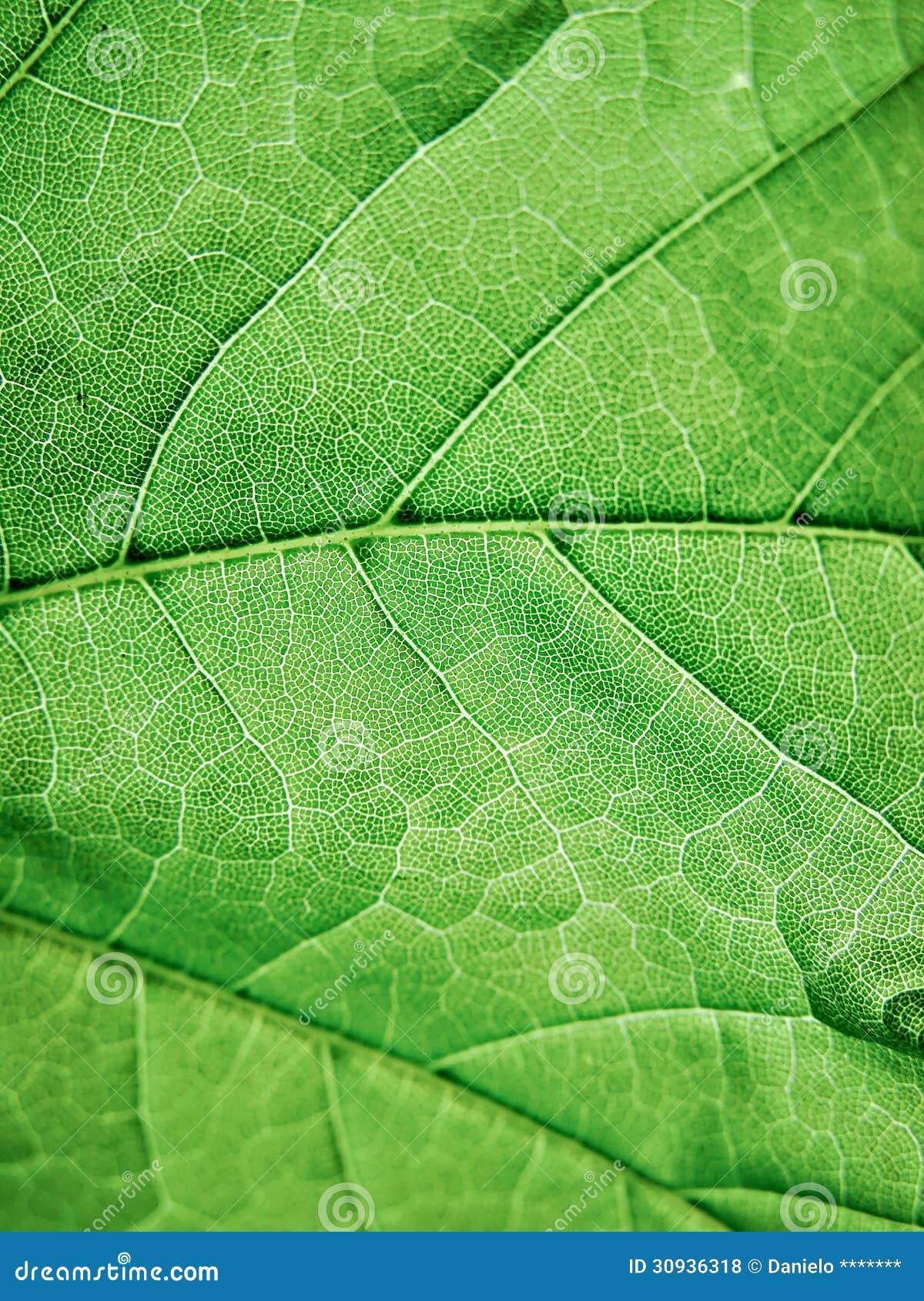 Green leaf macro stock photo. Image of nature, macro - 30936318