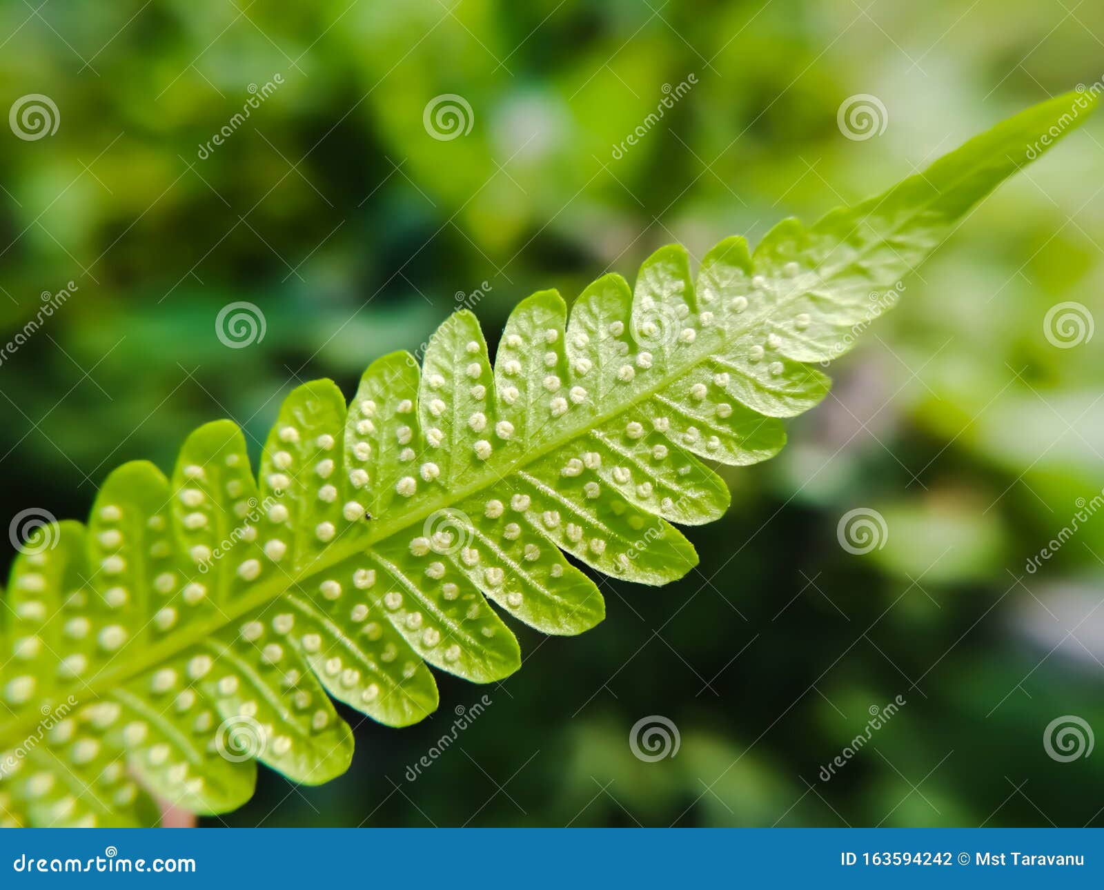 Green Leaf Macro Photography Close Up Macro Extreme Stock Photo - Image ...