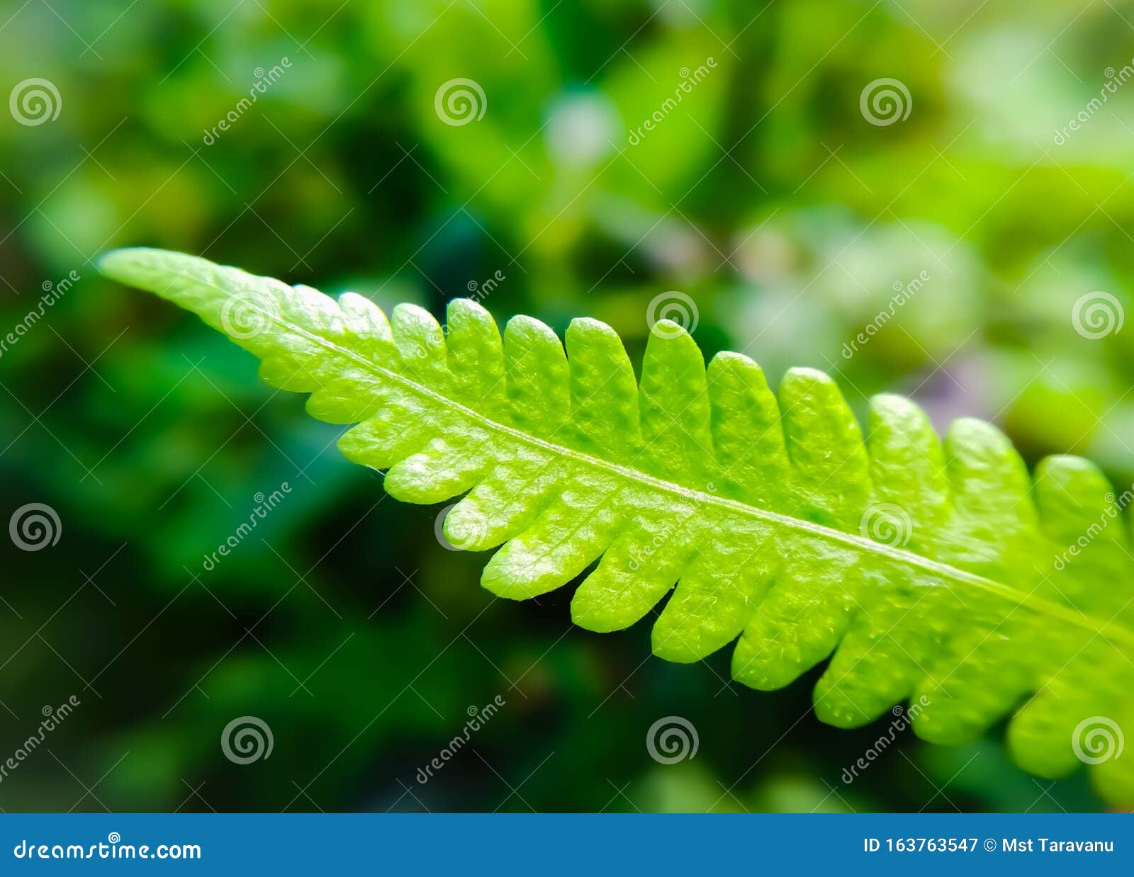 Green Leaf Macro Photography Close Up Macro Extreme Stock Image - Image ...