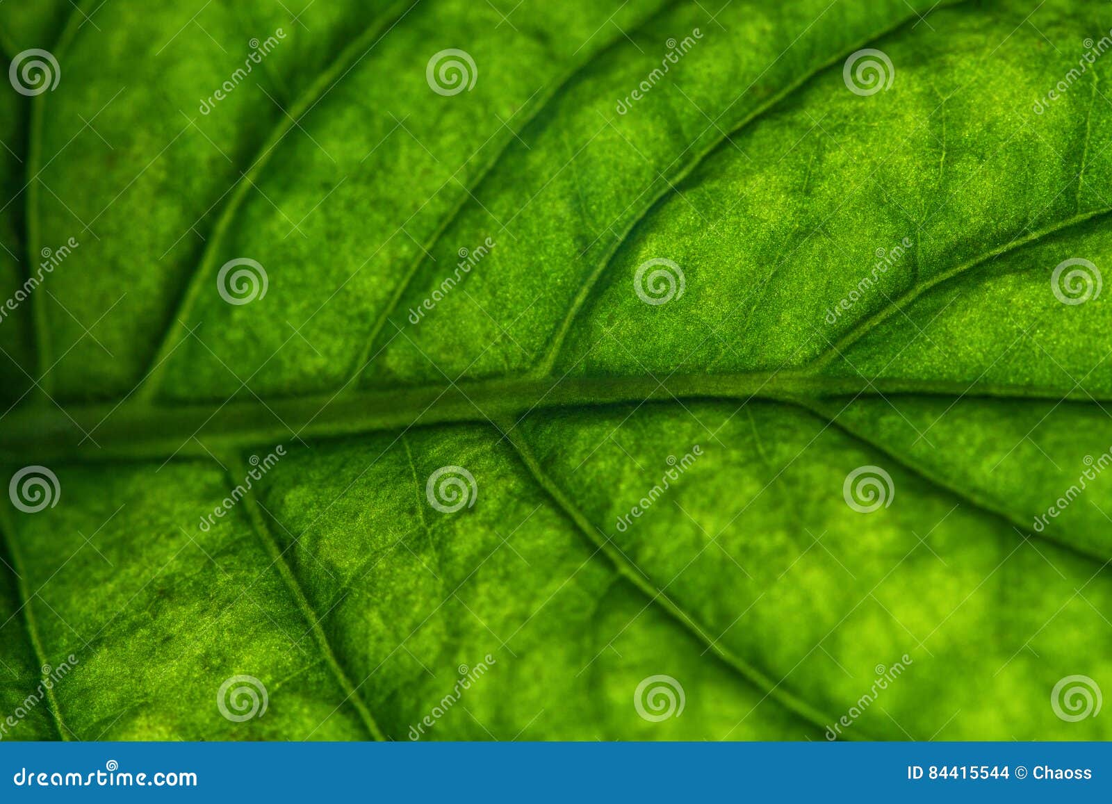 Green leaf macro stock photo. Image of organic, saturated - 84415544