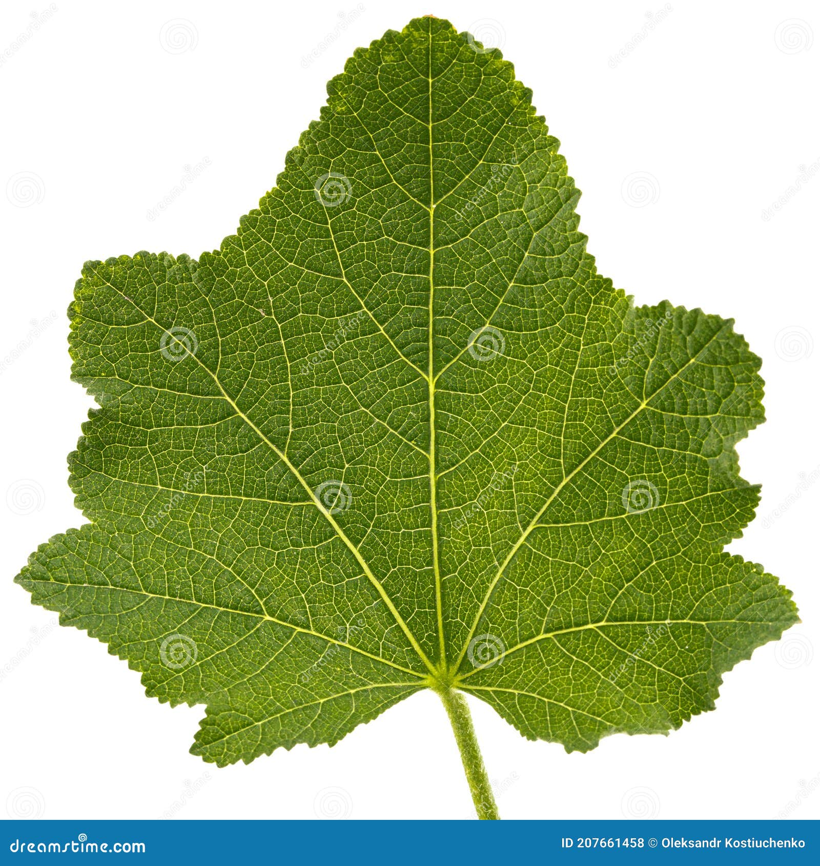 Green Leaf of Mallow, Isolated on White Background Stock Photo - Image ...