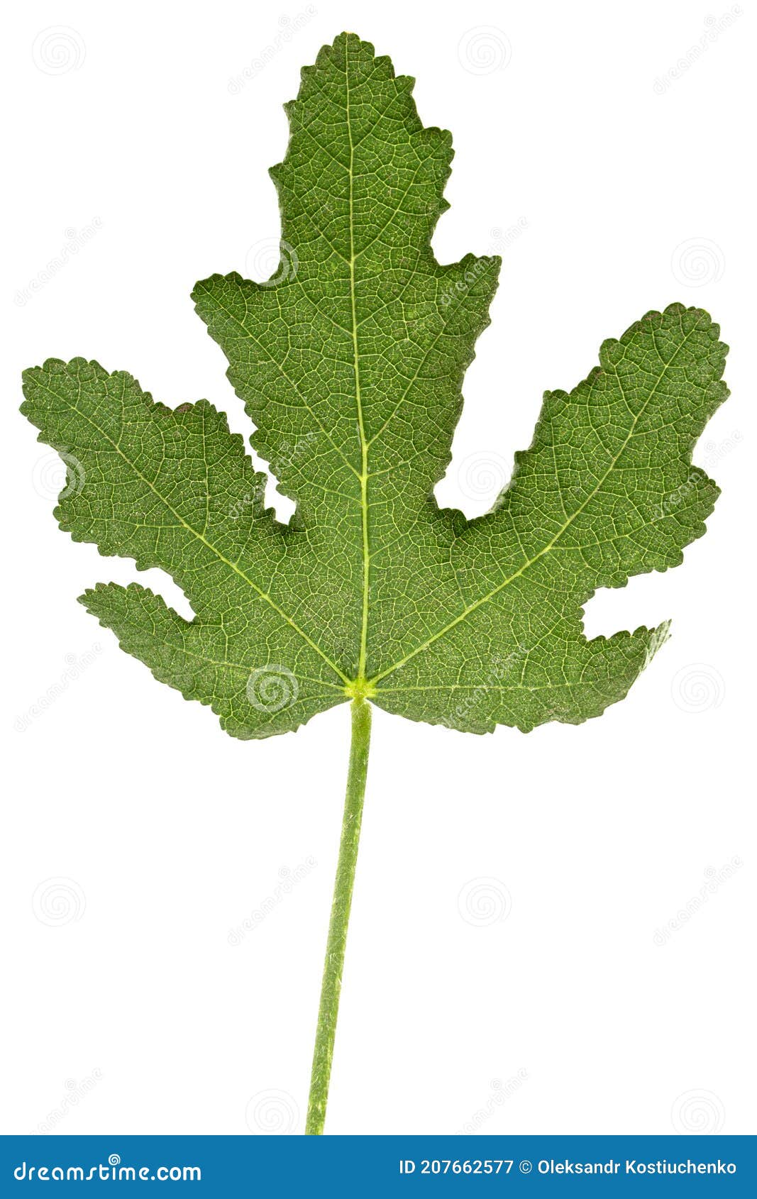 Green Leaf of Mallow, Isolated on White Background Stock Image - Image ...