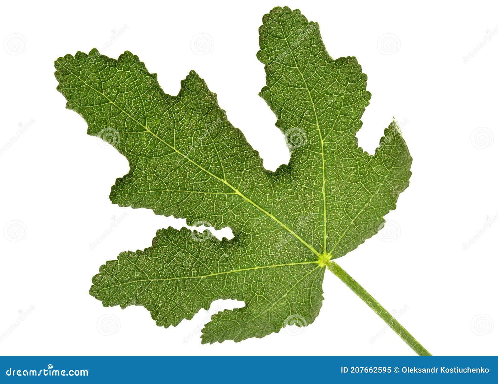 Green Leaf of Mallow, Isolated on White Background Stock Image - Image ...