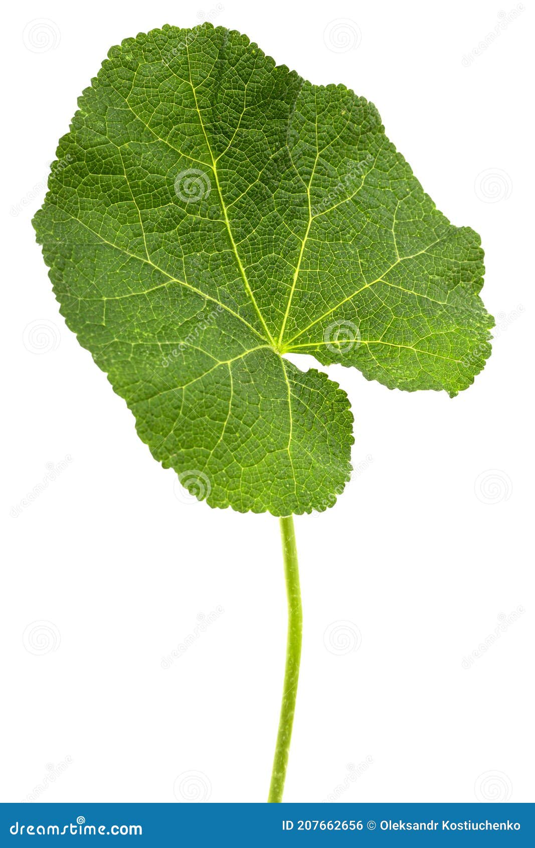 Green Leaf of Mallow, Isolated on White Background Stock Photo - Image ...