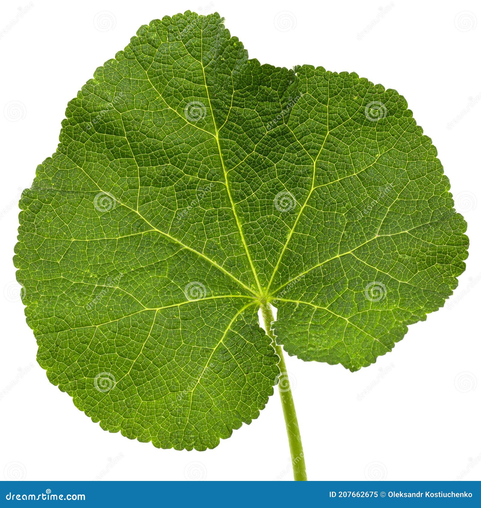 Green Leaf of Mallow, Isolated on White Background Stock Image - Image ...