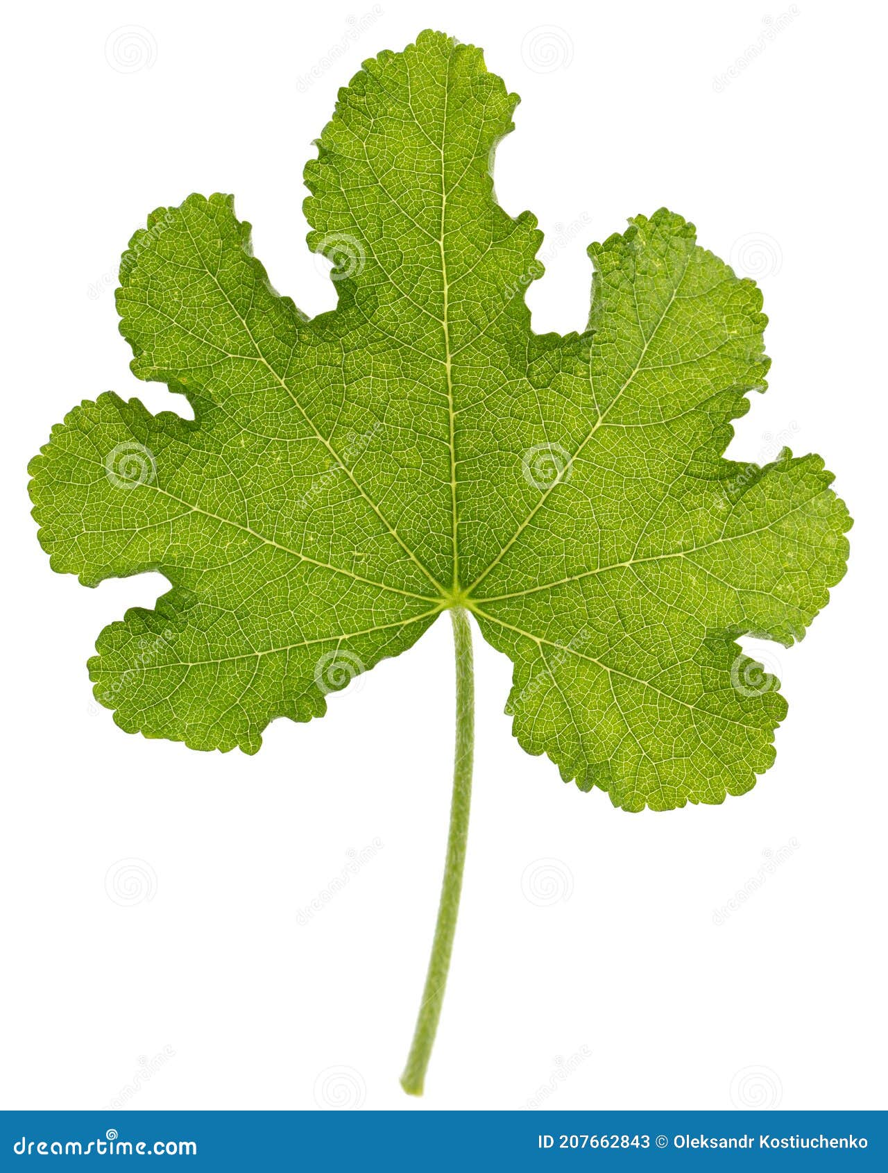 Green Leaf of Mallow, Isolated on White Background Stock Image - Image ...