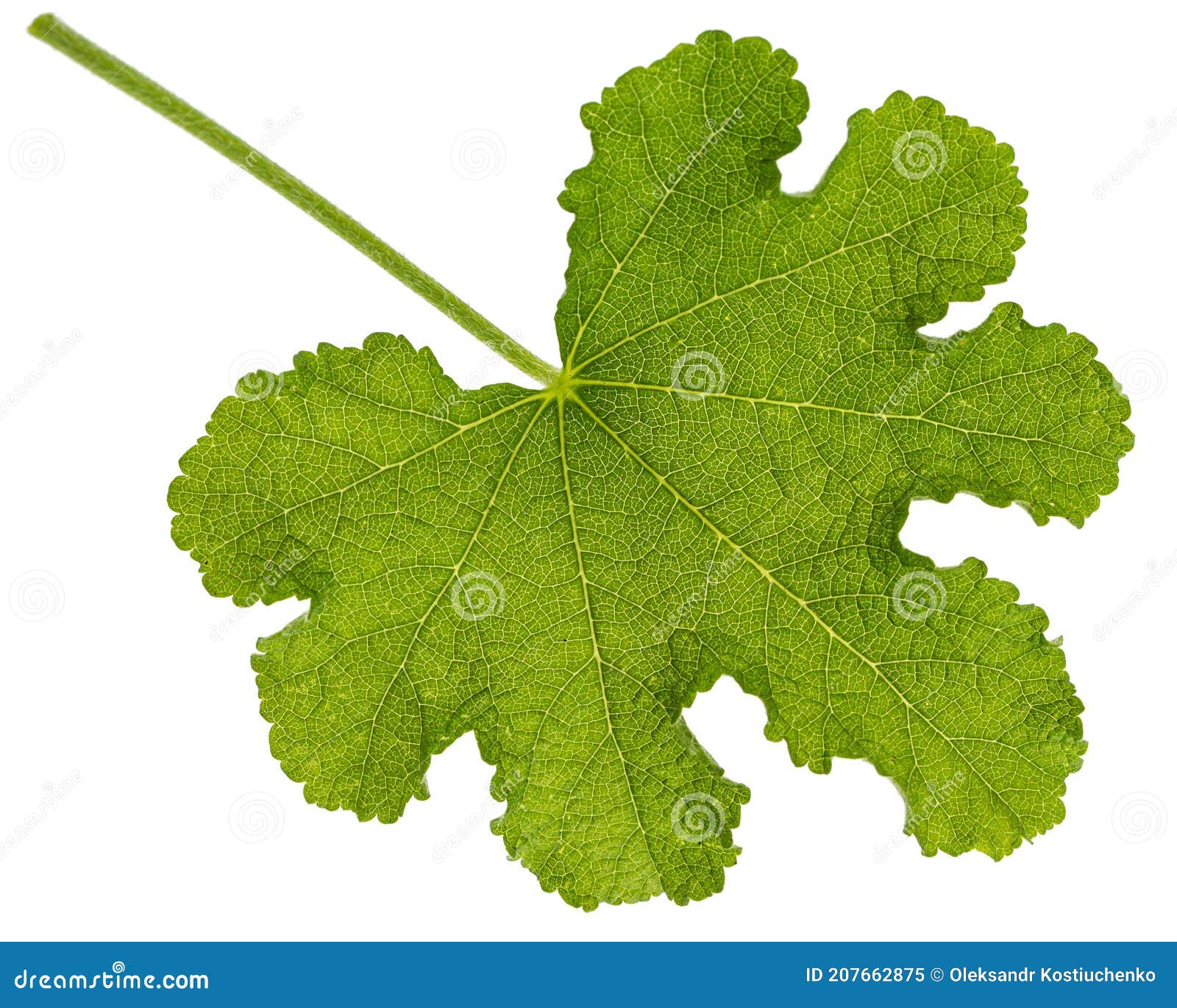 Green Leaf of Mallow, Isolated on White Background Stock Image - Image ...