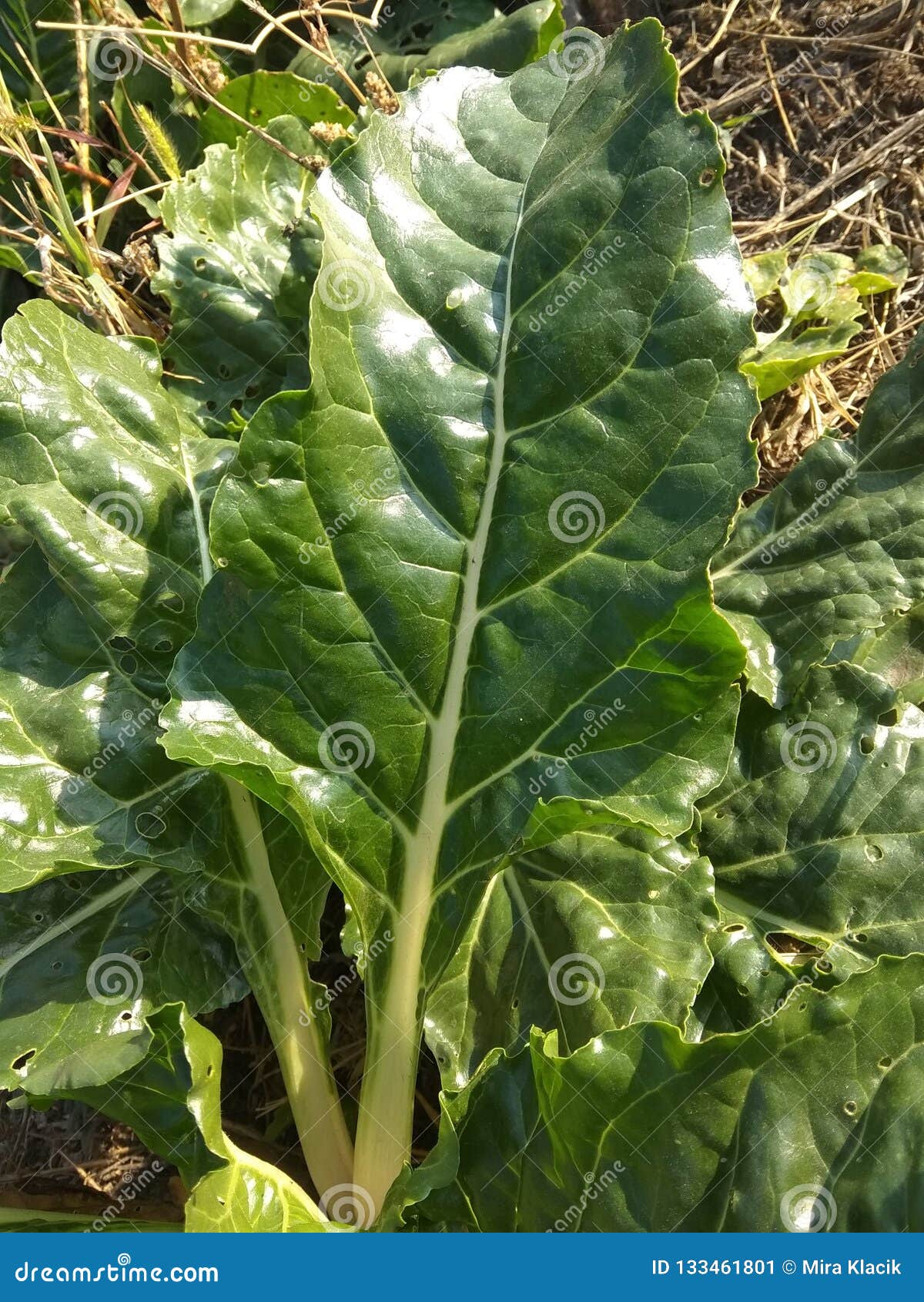 Mangel stock image. Image of leaf, mangold, vegetables - 133461801