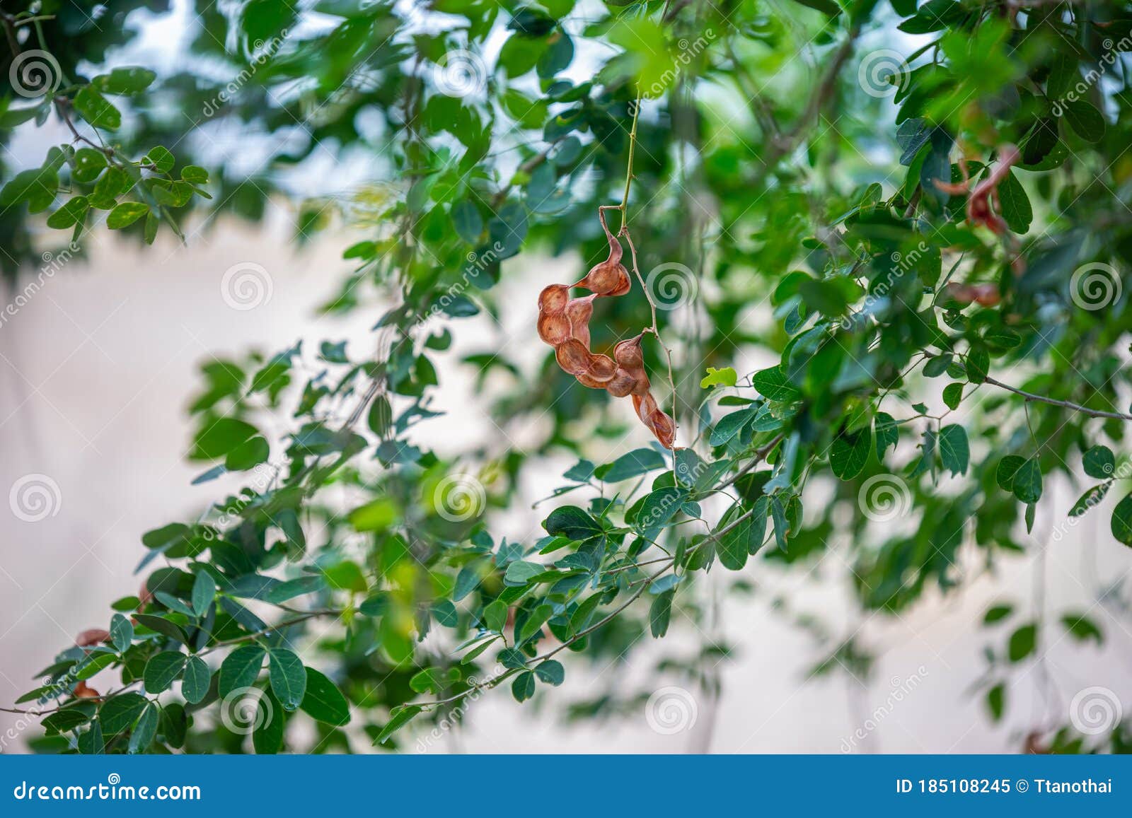 Green Leaf Manila Tamarind Tree Stock Image - Image of freshness ...