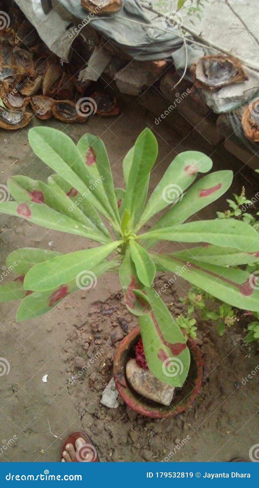 Green Leaf Mansa Nature Outdoor Stock Image - Image of soil, nature ...