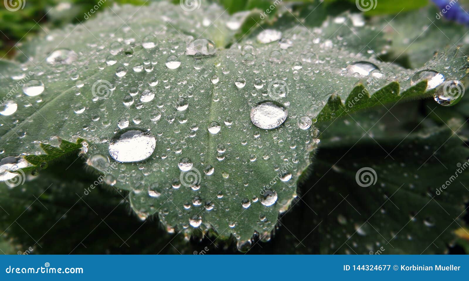Green Leaf with Many Drops of Water Stock Image - Image of weather ...