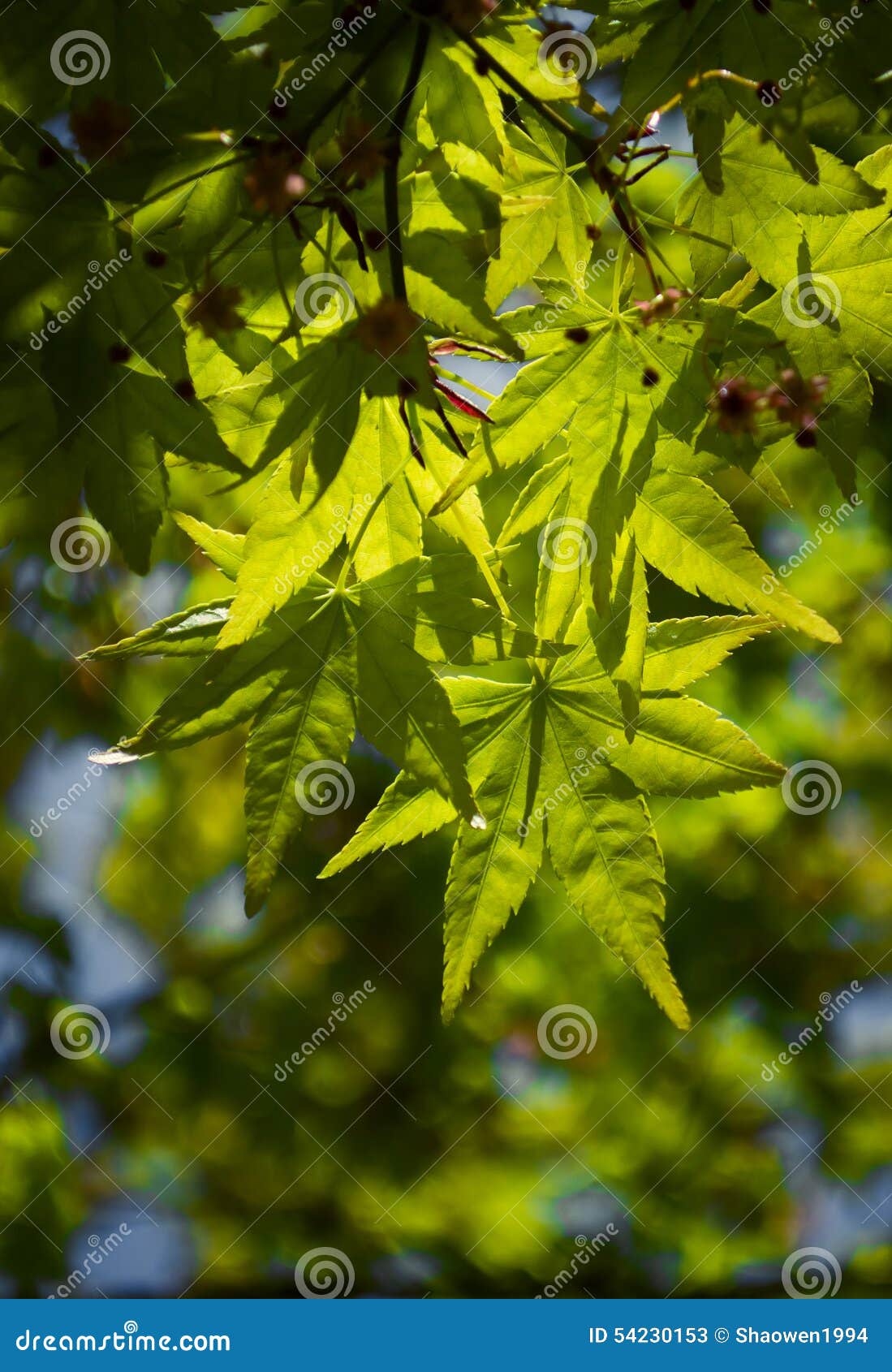 Green leaf of Maple stock image. Image of forest, maple - 54230153