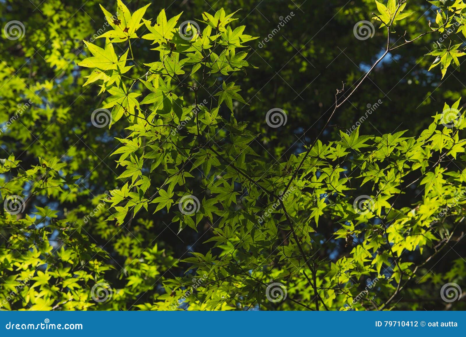 Green Leaf Maple Tree , Light and Shadow . Stock Photo - Image of ...