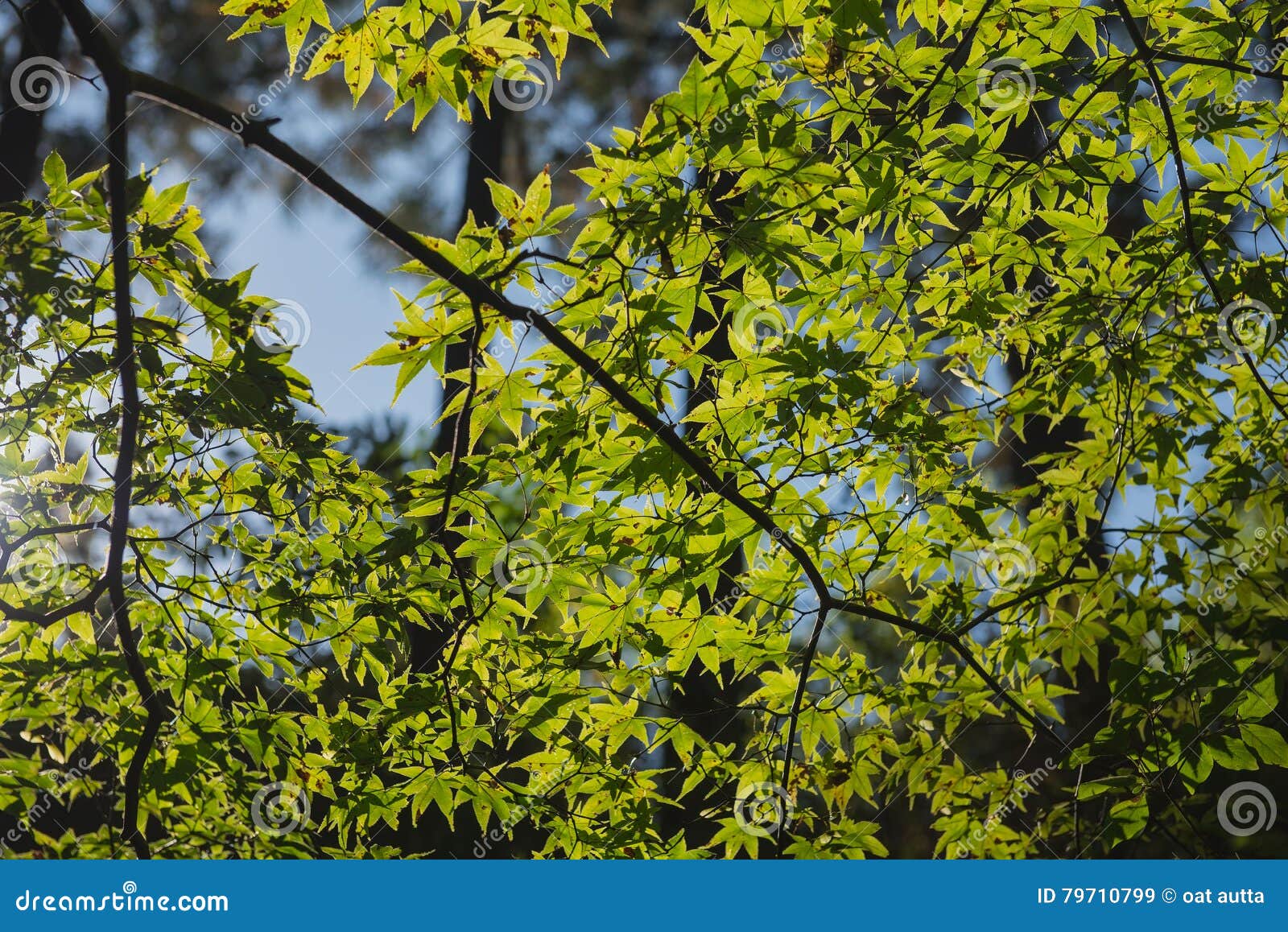 Green Leaf Maple Tree , Light and Shadow . Stock Image - Image of ...