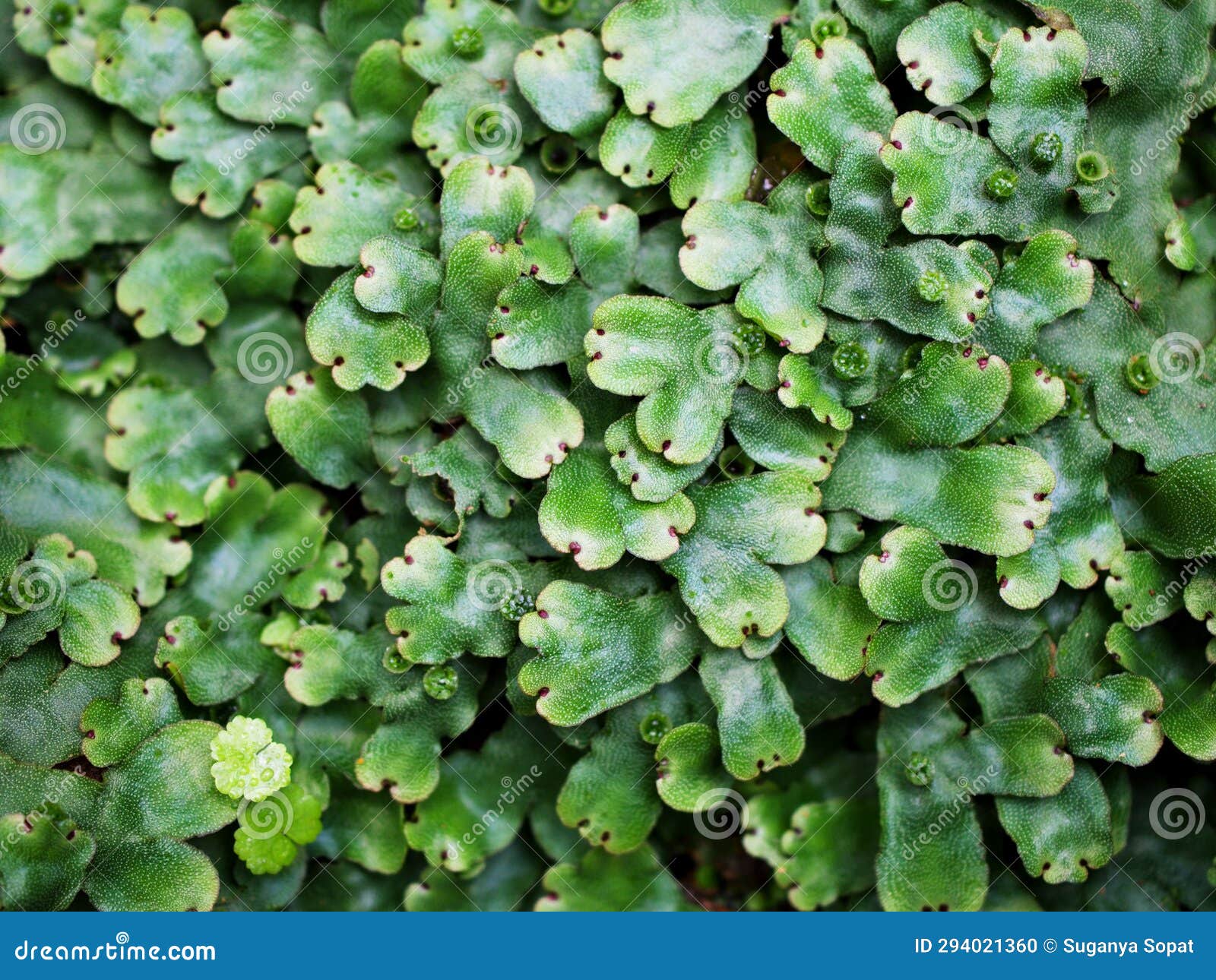 Green Leaf of Marchantia Polymorpha ,Umbrella Liverwort ,Common ...