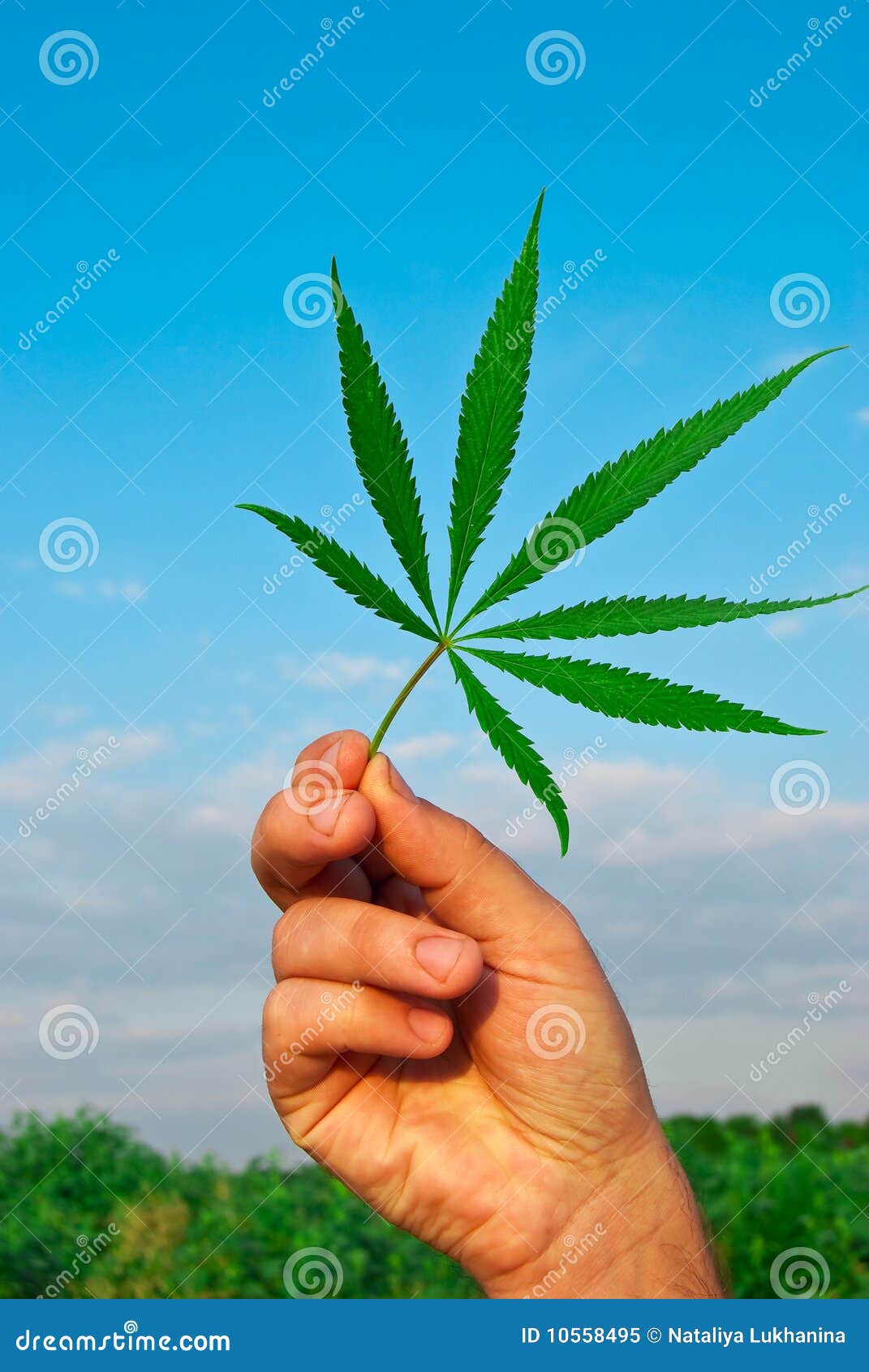 Green Leaf of Marijuana in a Hand Stock Image - Image of crime, holding ...