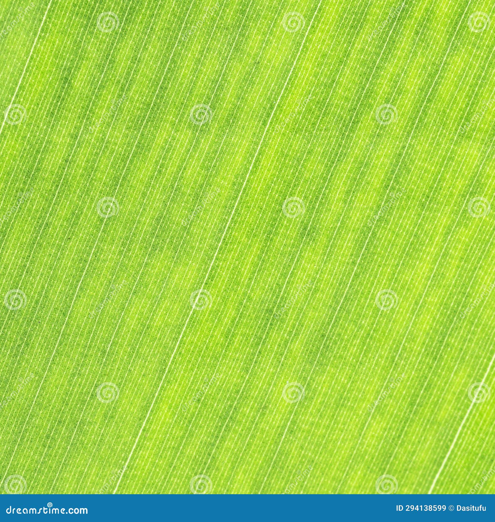 Green Leaf Micro Close Up with Details Texture Stock Image - Image of ...