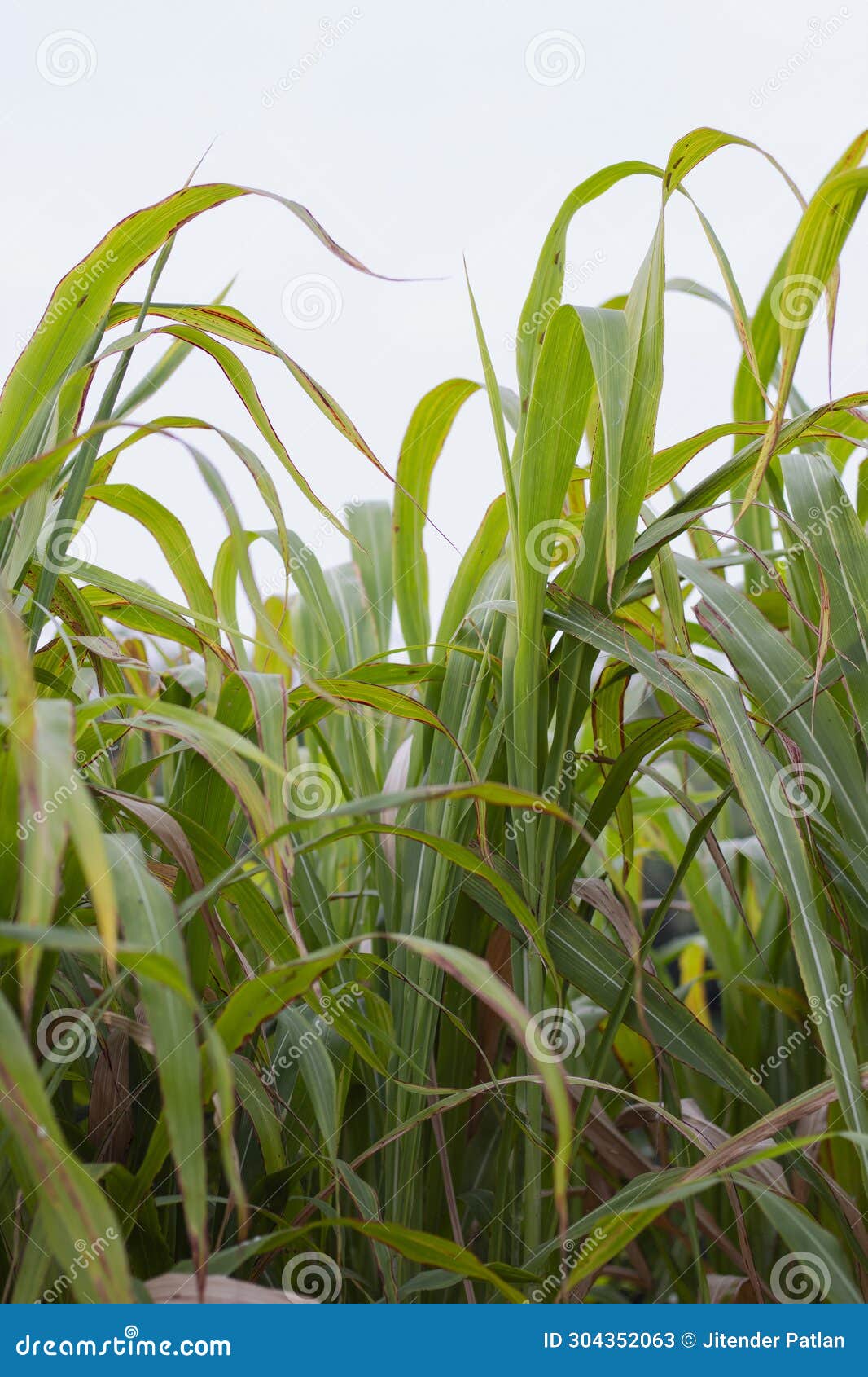 Green Leaf of Millets Crop Standing Vertical Stock Image - Image of ...