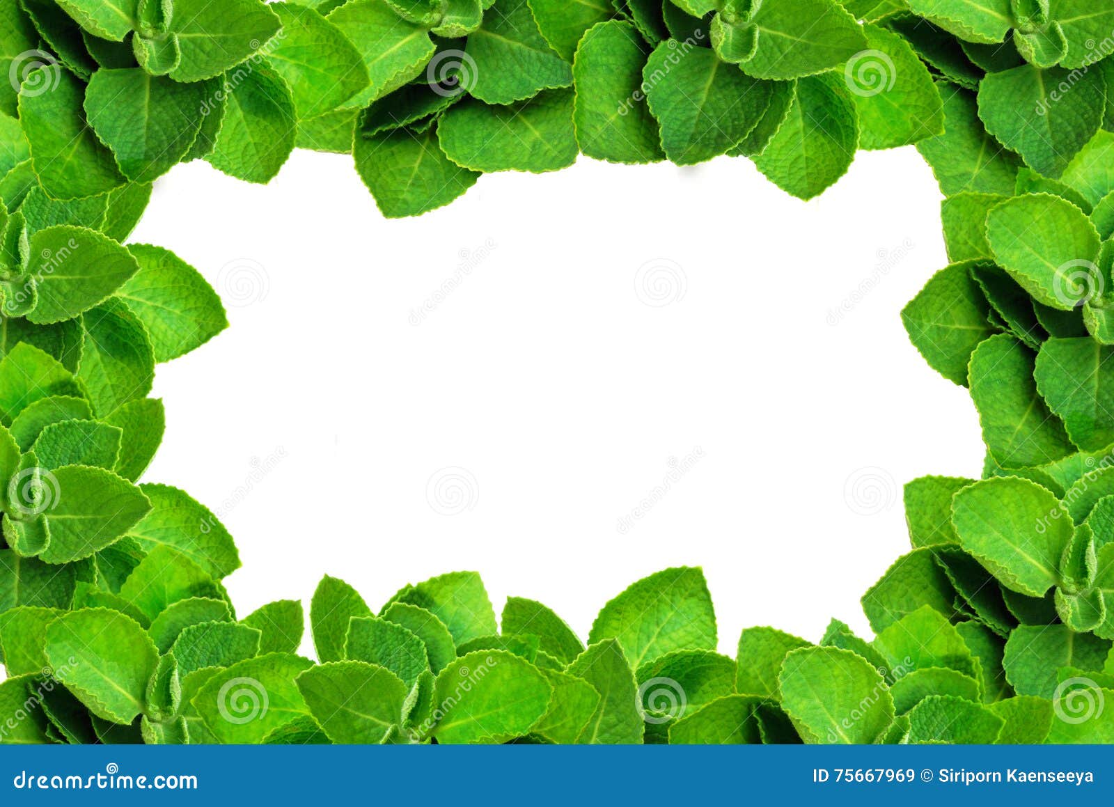 Green Leaf Mint Frame Isolated On A White Background With Copy Space ...