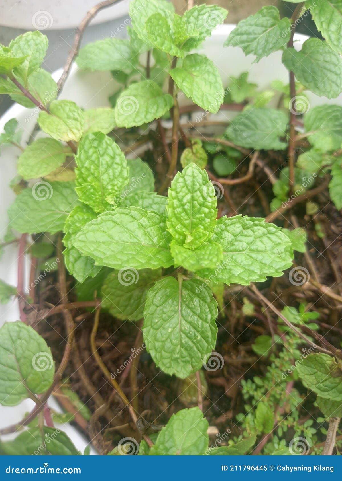 Green Leaf of Mint on the Plant Pot Stock Image - Image of plant, mint ...