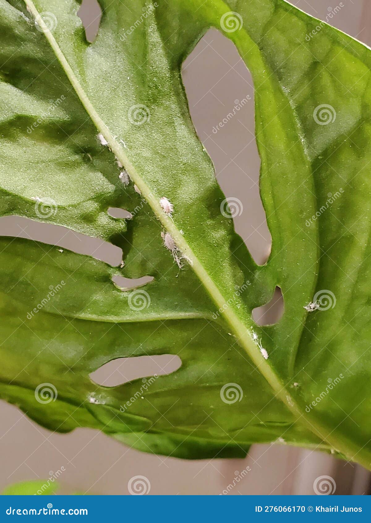 A Green Leaf of Monstera Adansonii Infested with Mealy Bugs Stock Photo ...