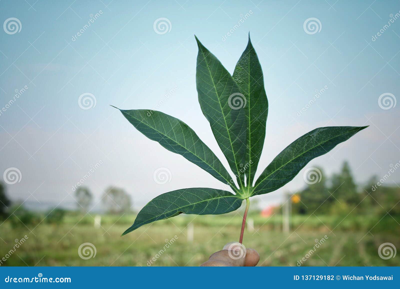 Green Leaf in Morning and Nature Green of Farm Stock Photo - Image of ...