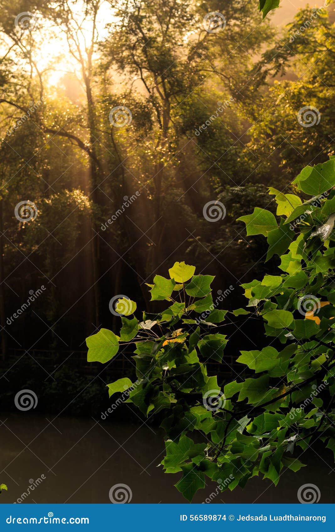 Green Leaf with Morning Sunlight Shine Stock Photo - Image of woods ...