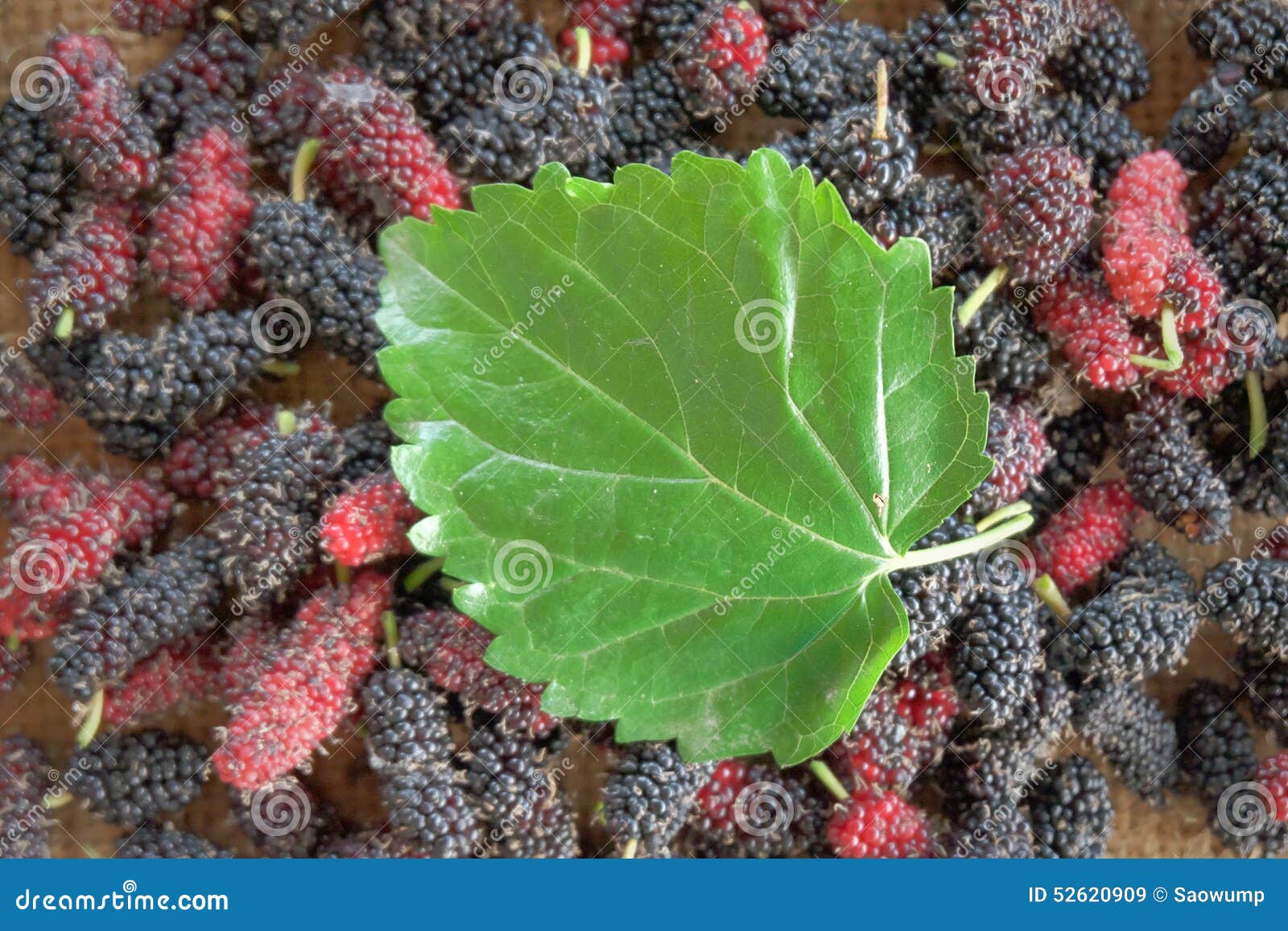 Green Leaf on Mulberry Fruits Texture Stock Image - Image of background ...