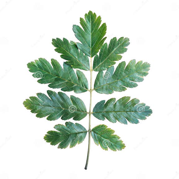 A Green Leaf with Multiple Leaflets Stock Illustration - Illustration ...