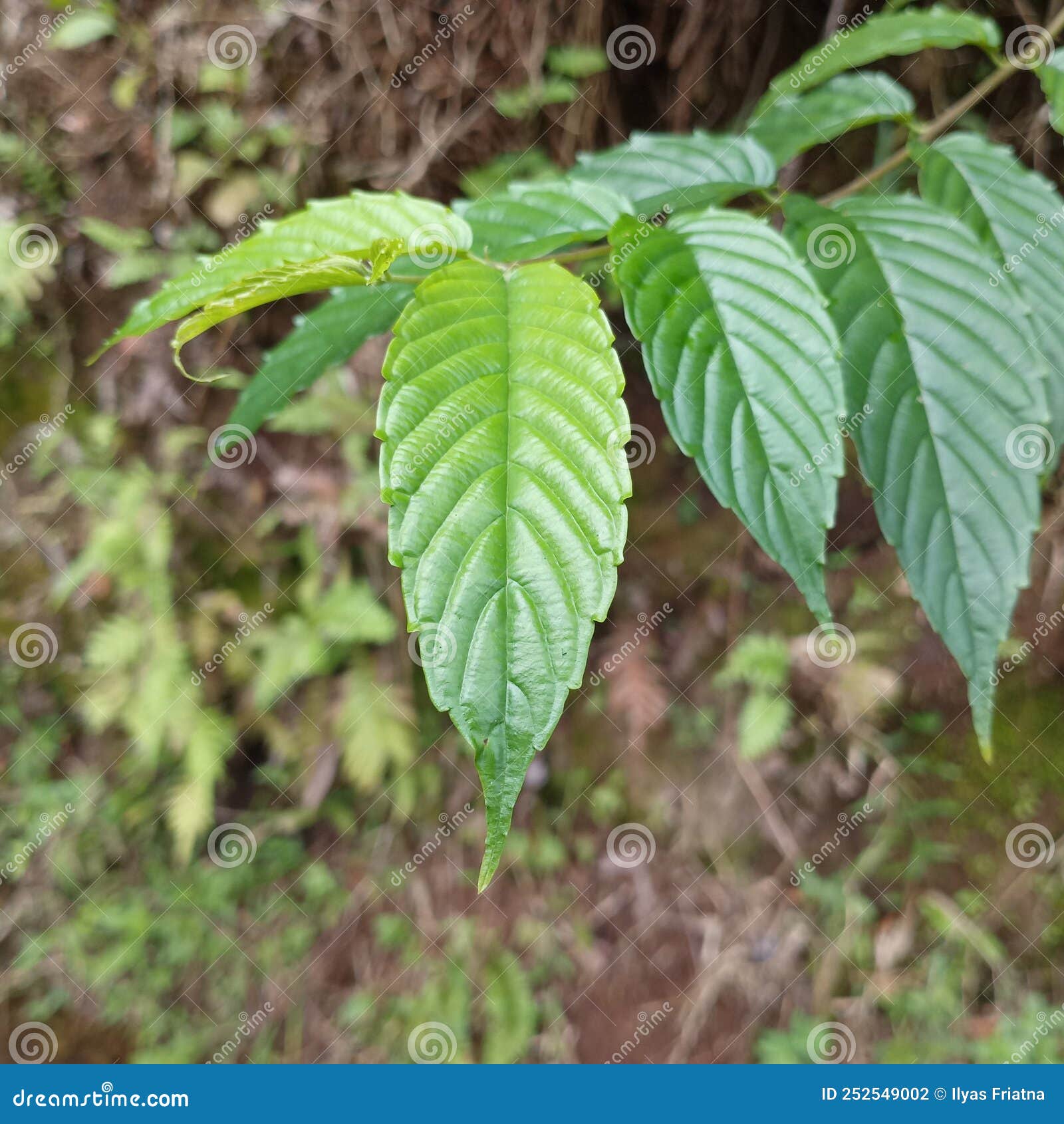 Green Leaf Named Perrottetia Stock Photo - Image of flowers, nature ...