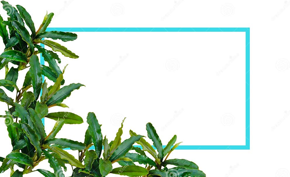 Green Leaf Native Bucephalandra Wavy the Nature Frame Layout with a ...