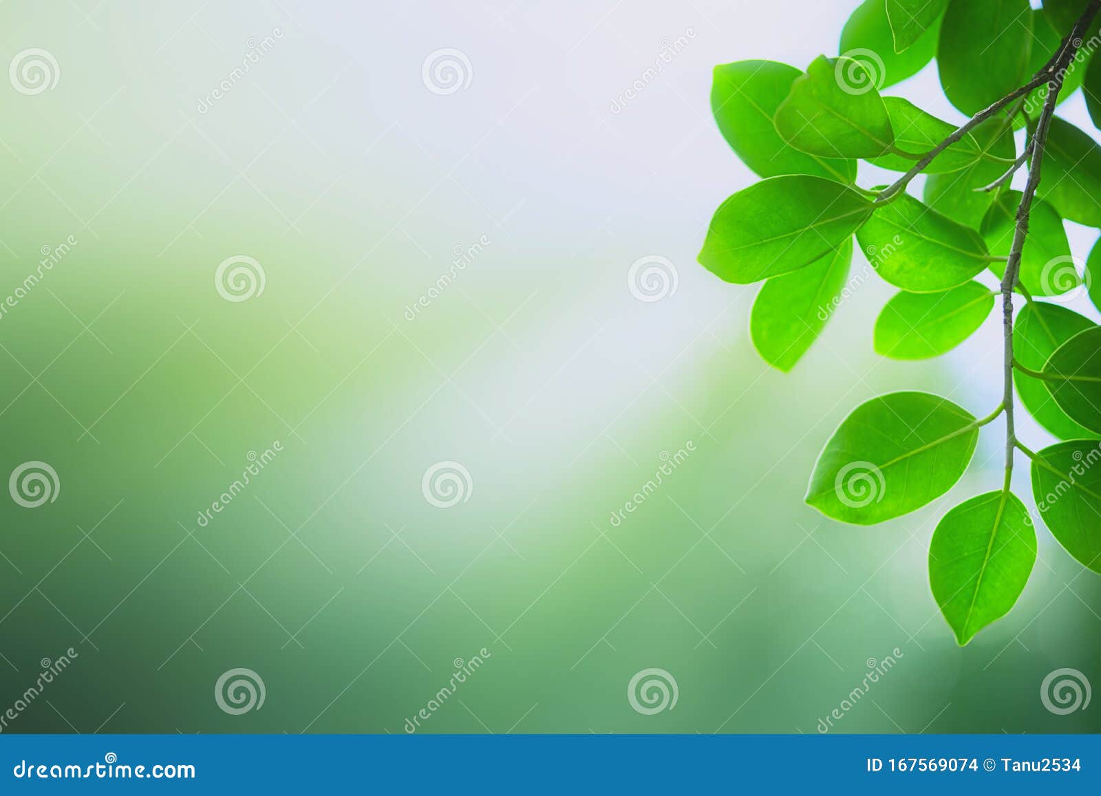 Green Leaf Nature on Blurred Greenery Background. Stock Photo - Image ...