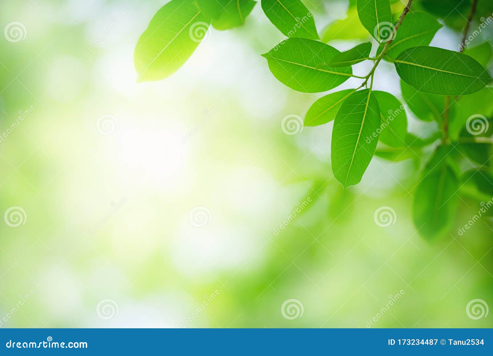 Green Leaf Nature on Blurred Greenery Background. Stock Image - Image ...