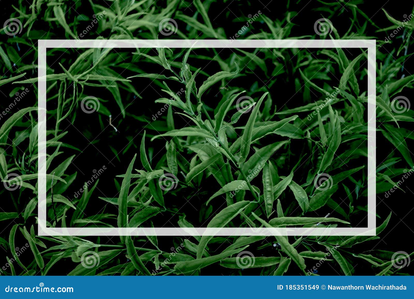 Green Leaf Nature and White Text Box for Presentation Background or ...