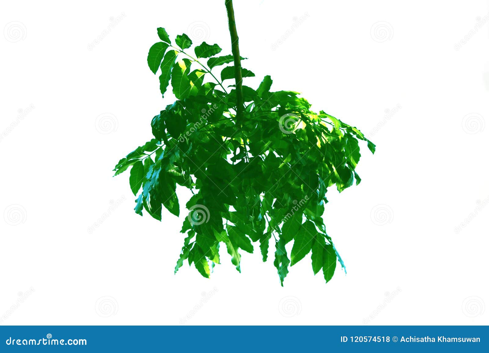 New Top Leaf Of Neem Plant. Azadirachta Indica - A Branch Of Neem Tree ...
