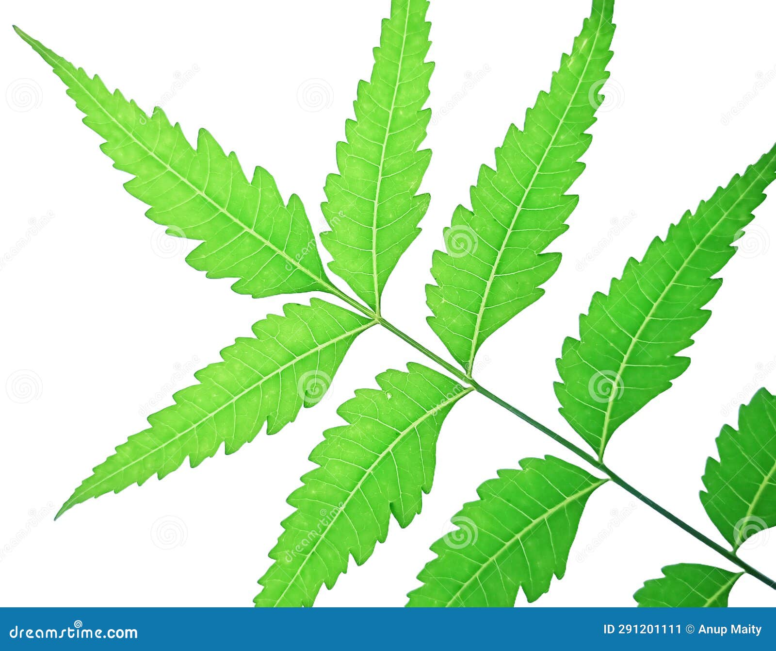 New Top Leaf Of Neem Plant. Azadirachta Indica - A Branch Of Neem Tree ...