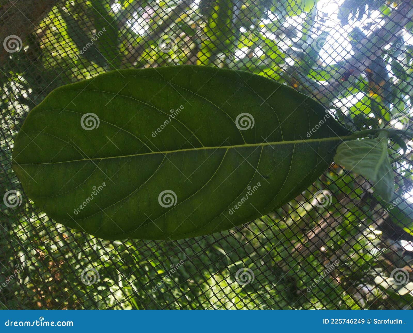 Green leaf on net stock image. Image of green, plant - 225746249