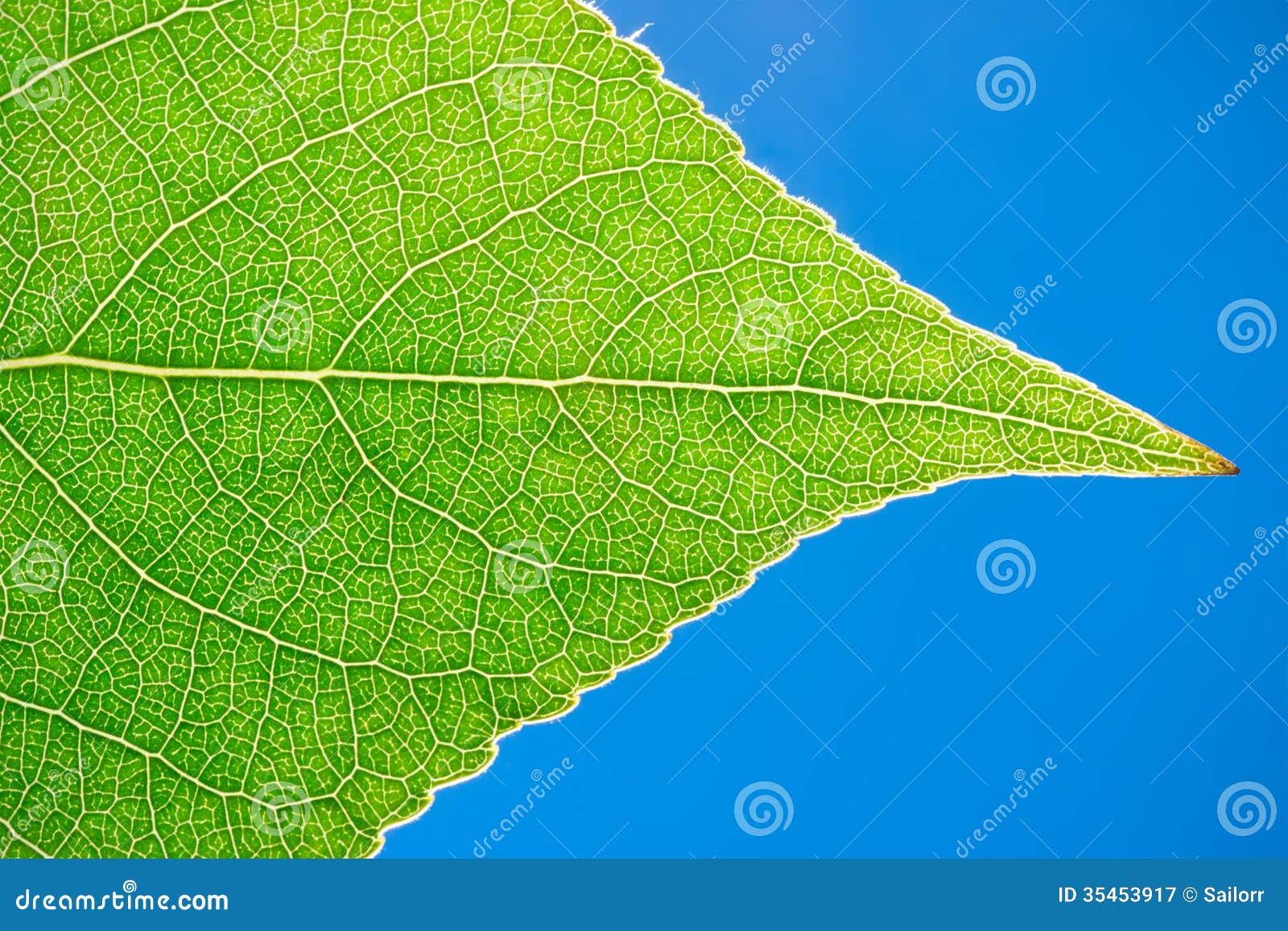 Green leaf stock image. Image of green, environmental - 35453917