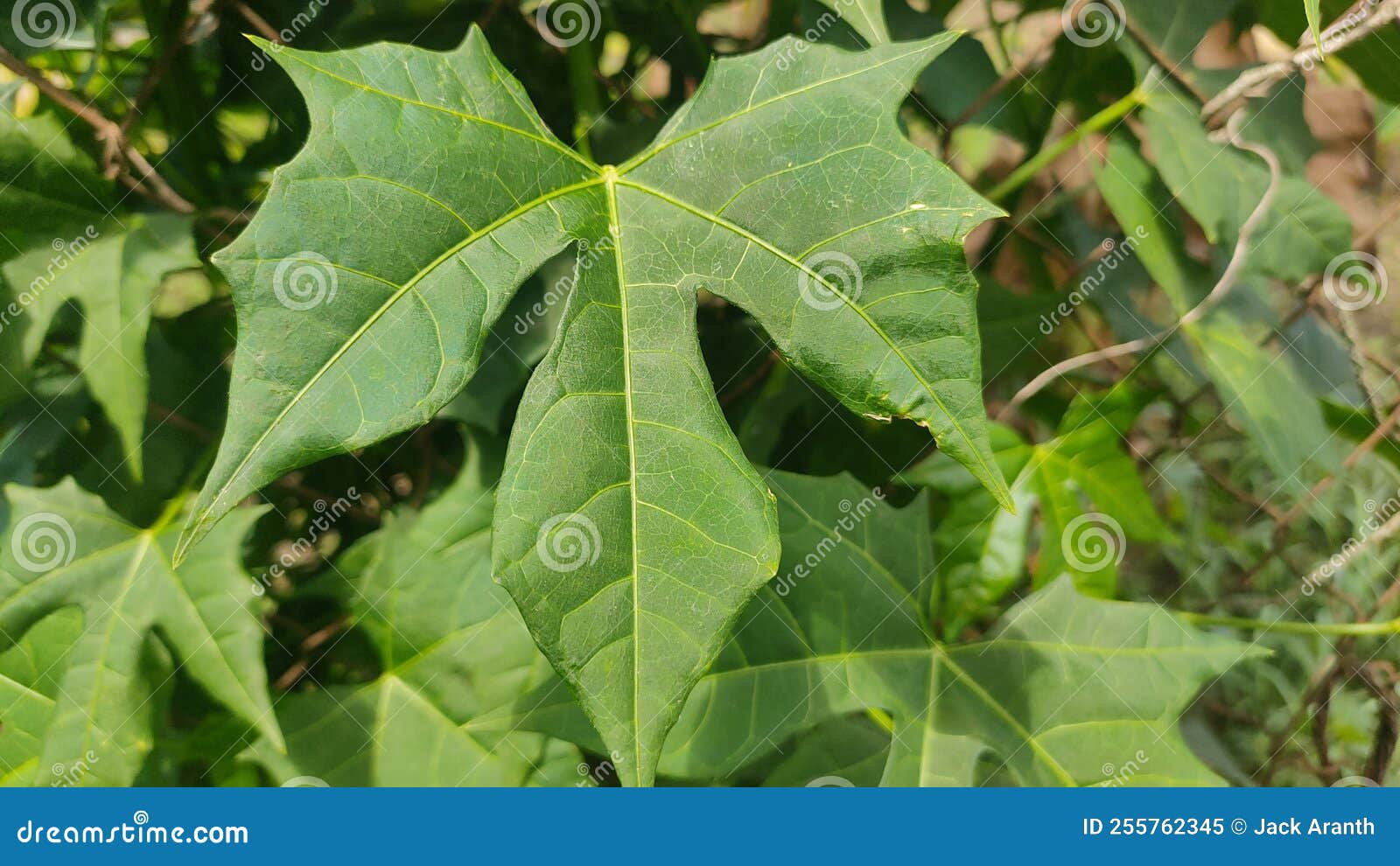 Green leaf nice texture stock image. Image of leaf, nice - 255762345