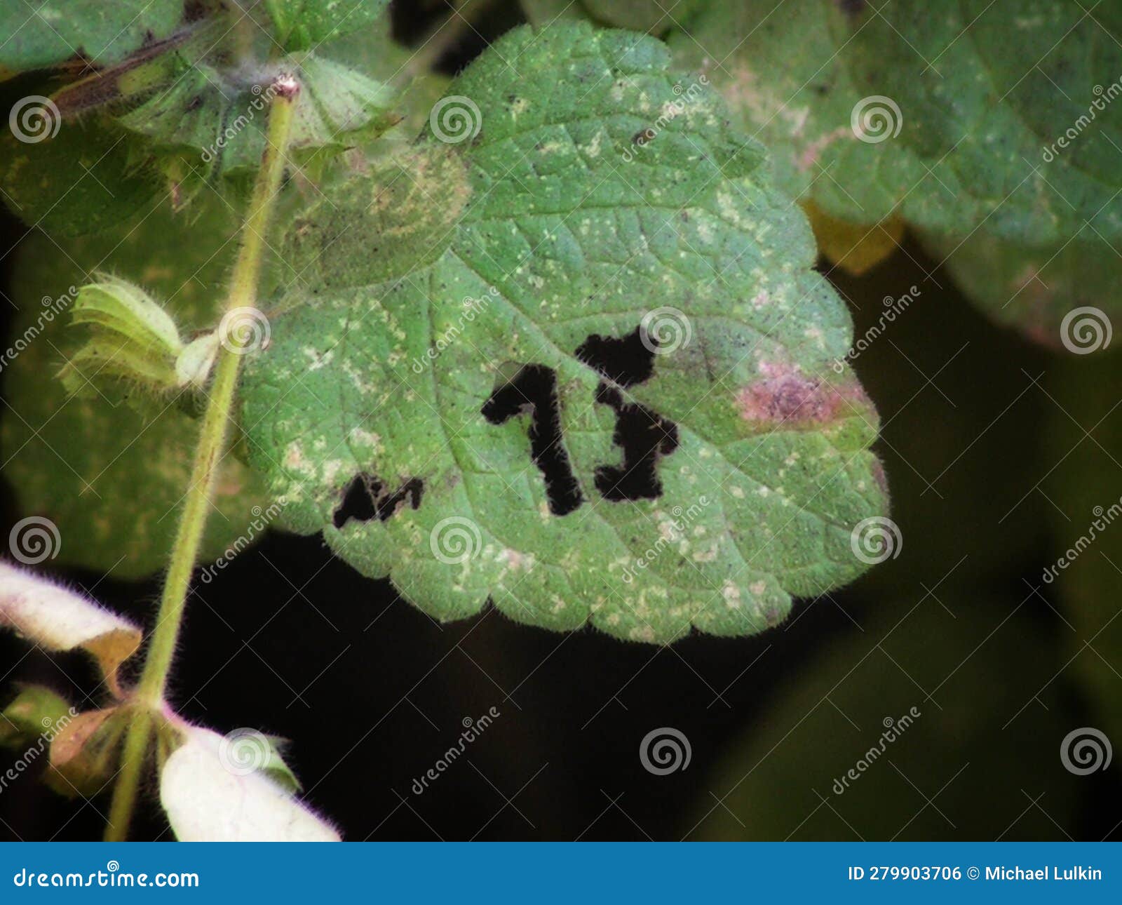 Green leaf with number 13 stock photo. Image of number - 279903706