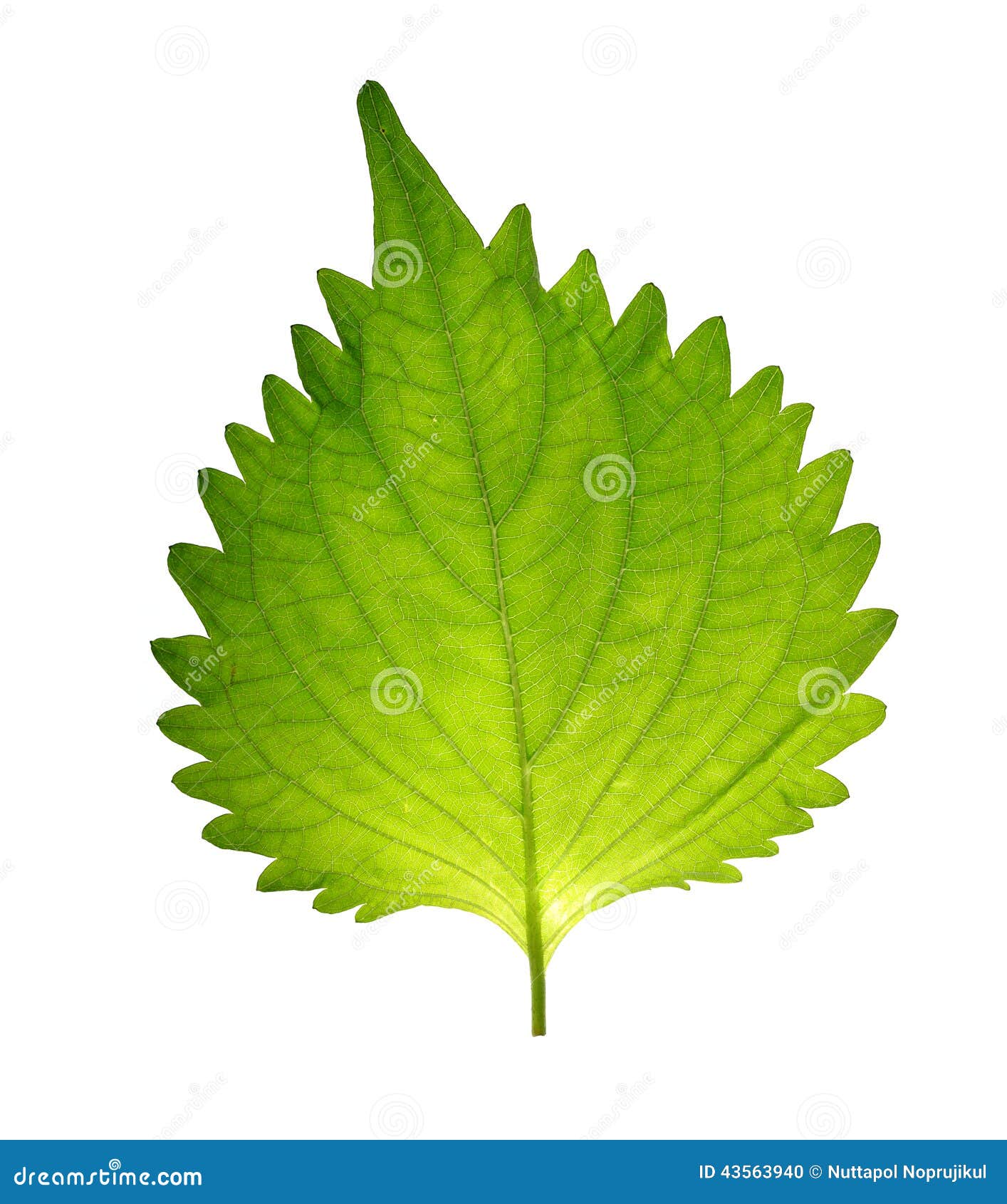 Ooba Leaf Stock Photos - Free & Royalty-Free Stock Photos from Dreamstime