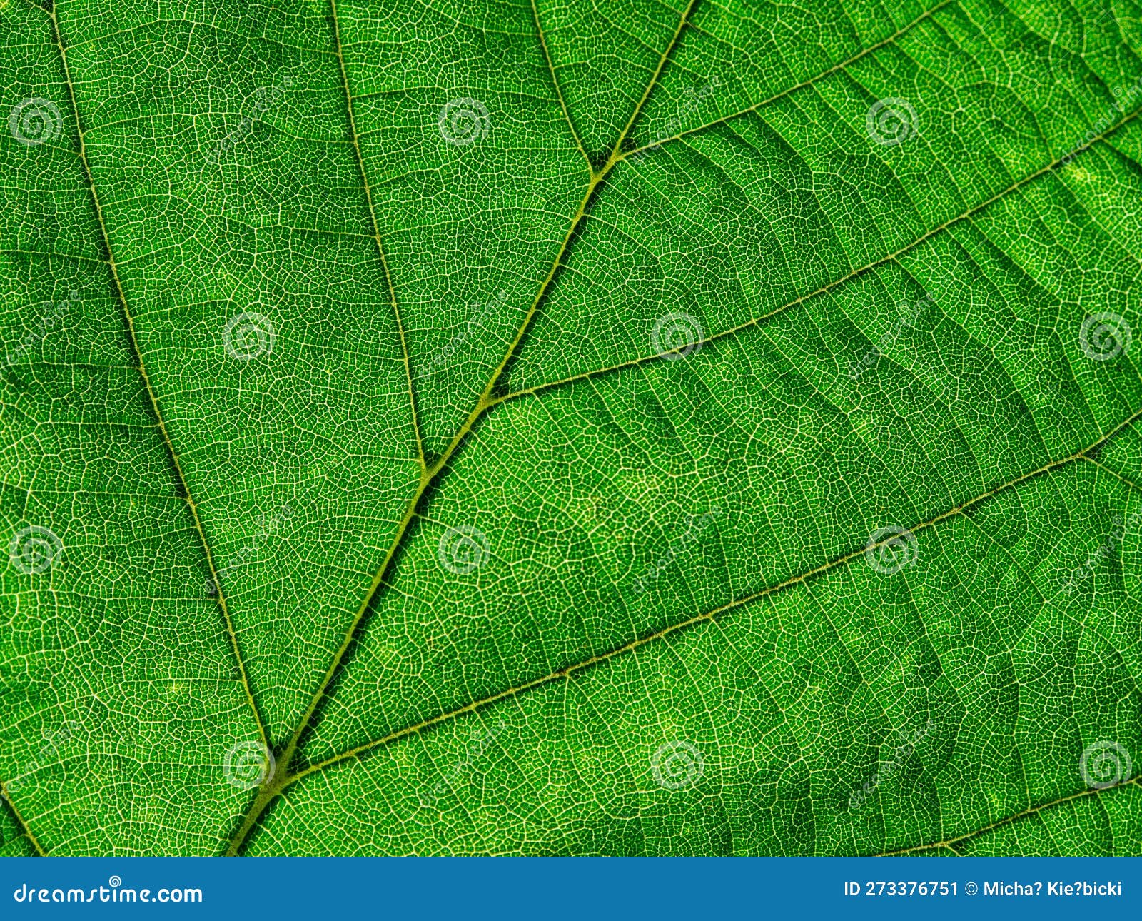 Green Leaf Organic Texture. Macrophotography. Stock Image - Image of ...