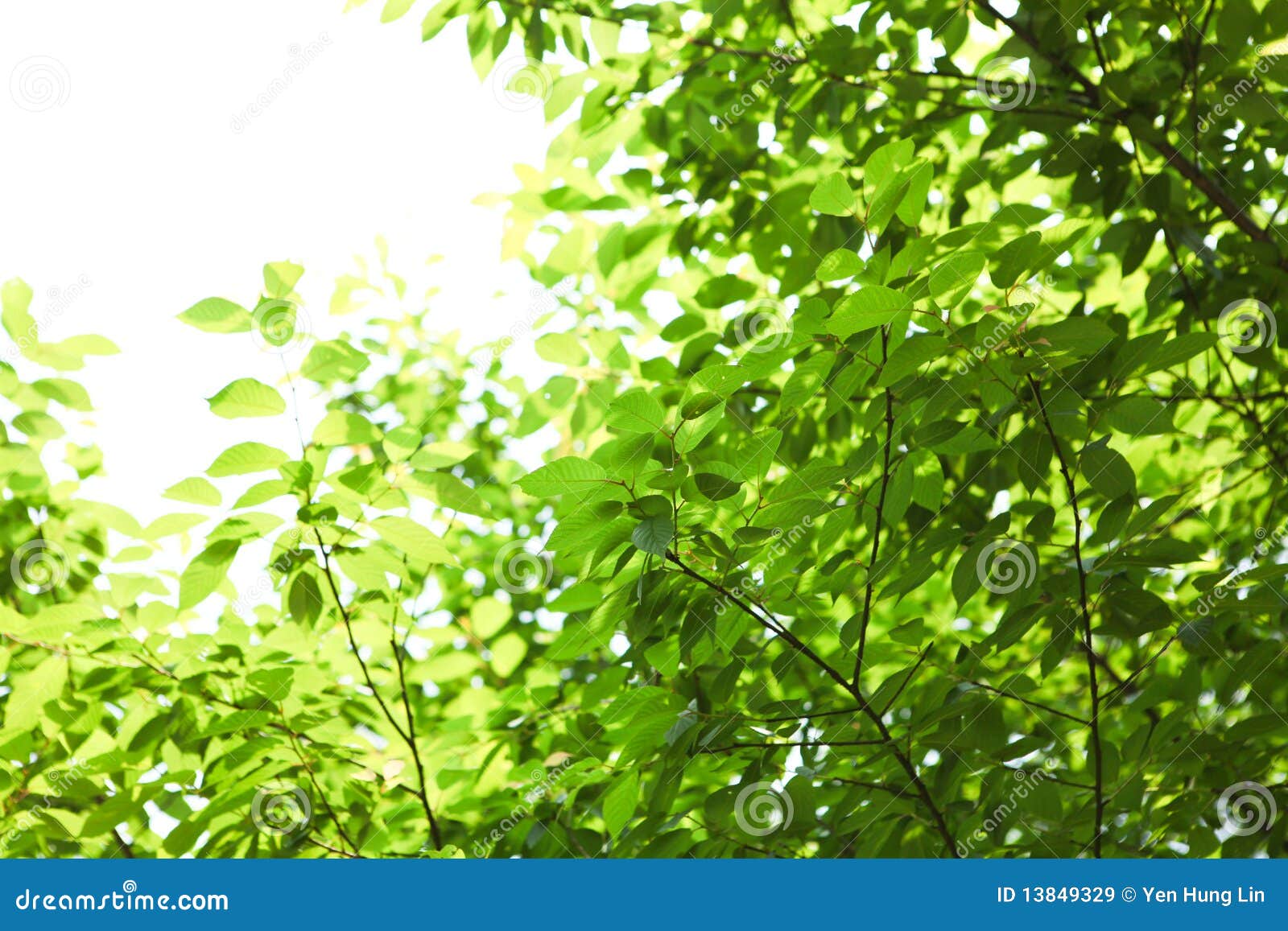 Green Leaf in Outdoor Parks Stock Image - Image of natural, color: 13849329