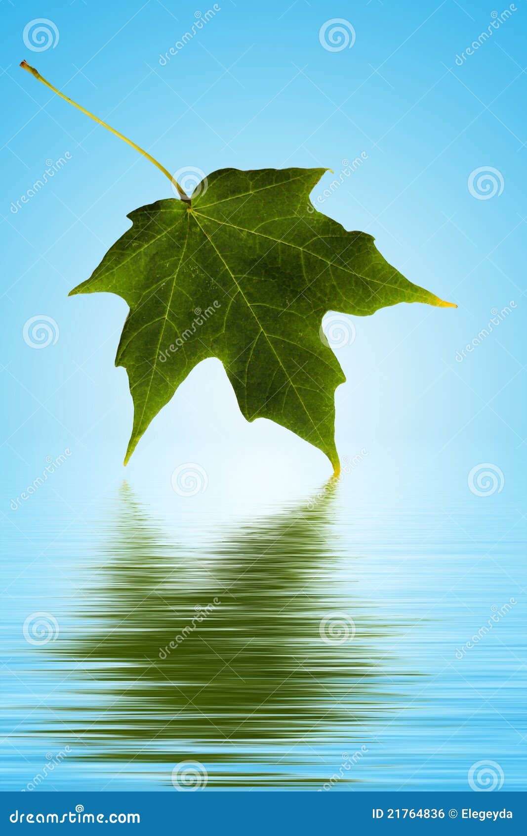 Green leaf over water stock photo. Image of beautiful - 21764836