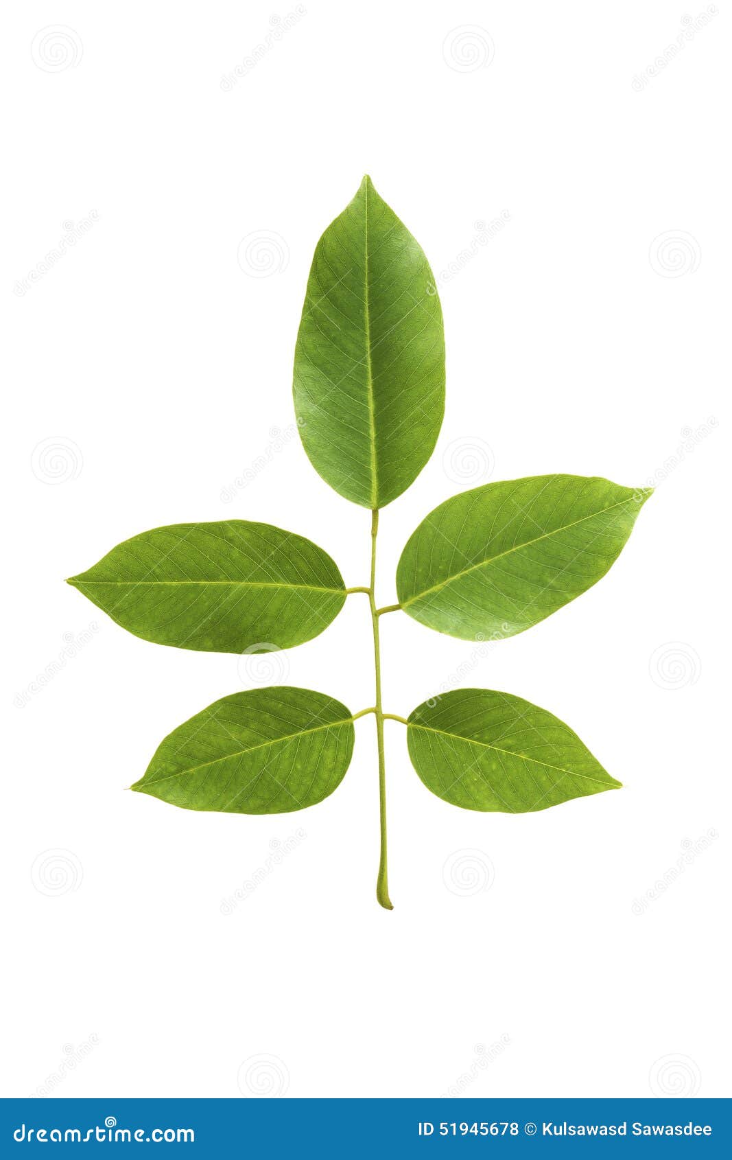 Green Leaf of Paduak Tree from Thailand Isolated on White Back Ground ...