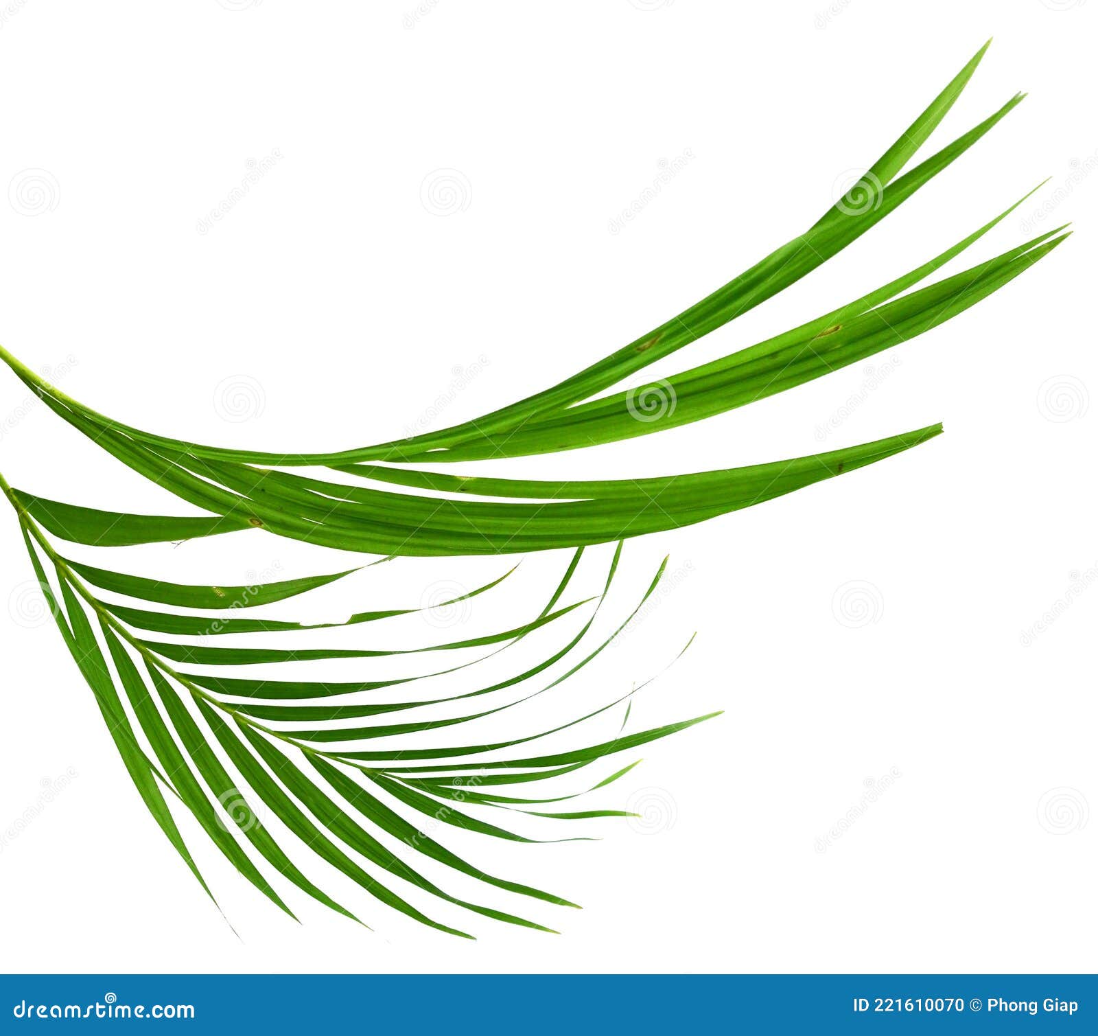 Leaf of Palm Tree Isolated Clipping Path Stock Photo - Image of leaf ...