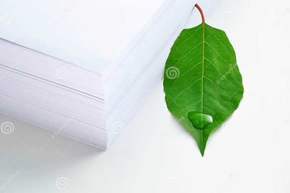 Green leaf and paper stock photo. Image of foliage, paper - 20613184