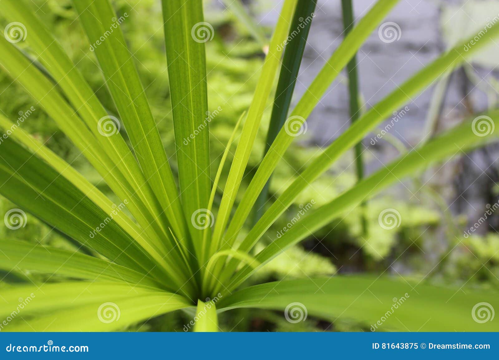 Green leaf of papyrus stock image. Image of sheet, bright - 81643875