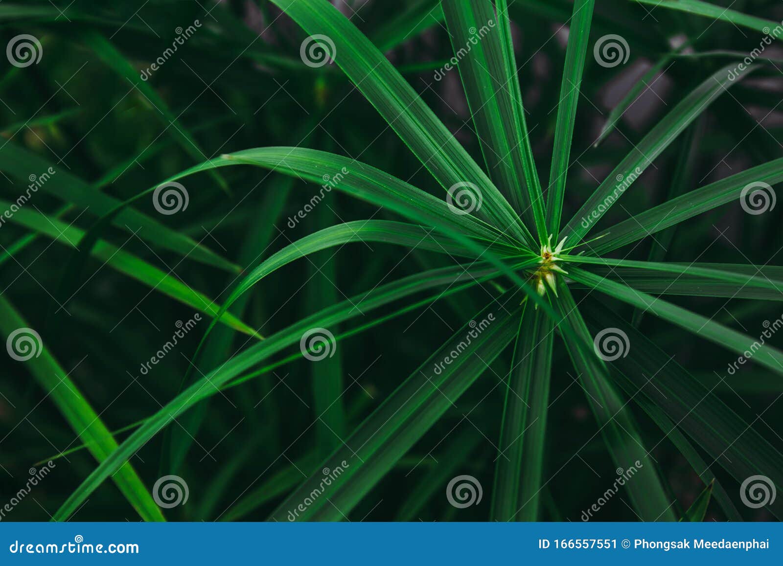 Green Leaf Papyrus Plant in Water. Stock Image - Image of foliage, life ...