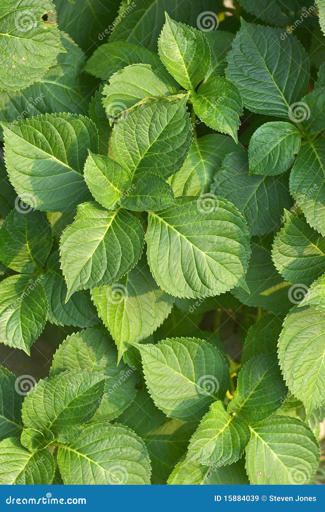 Green Leaf Pattern stock image. Image of pattern, botany - 15884039